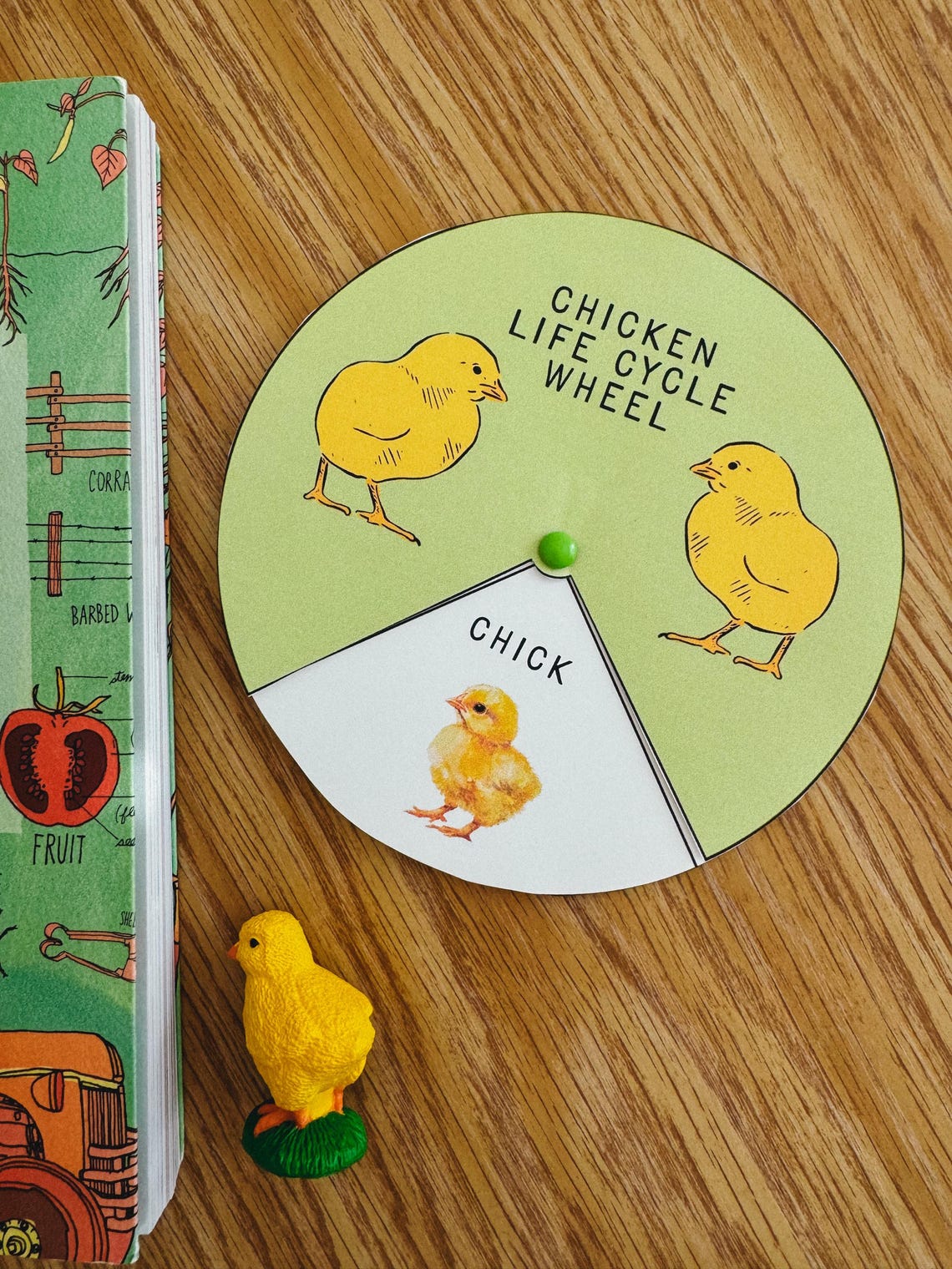 Chicken Life Cycle Wheel and Worksheet, Homeschool, Learning Resource ...