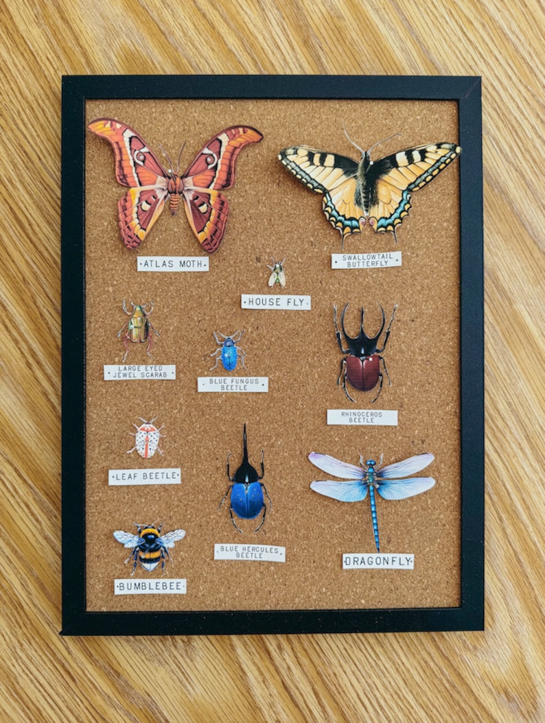 Bug Collection Paper Taxidermy, Homeschool, Learning Resource ...