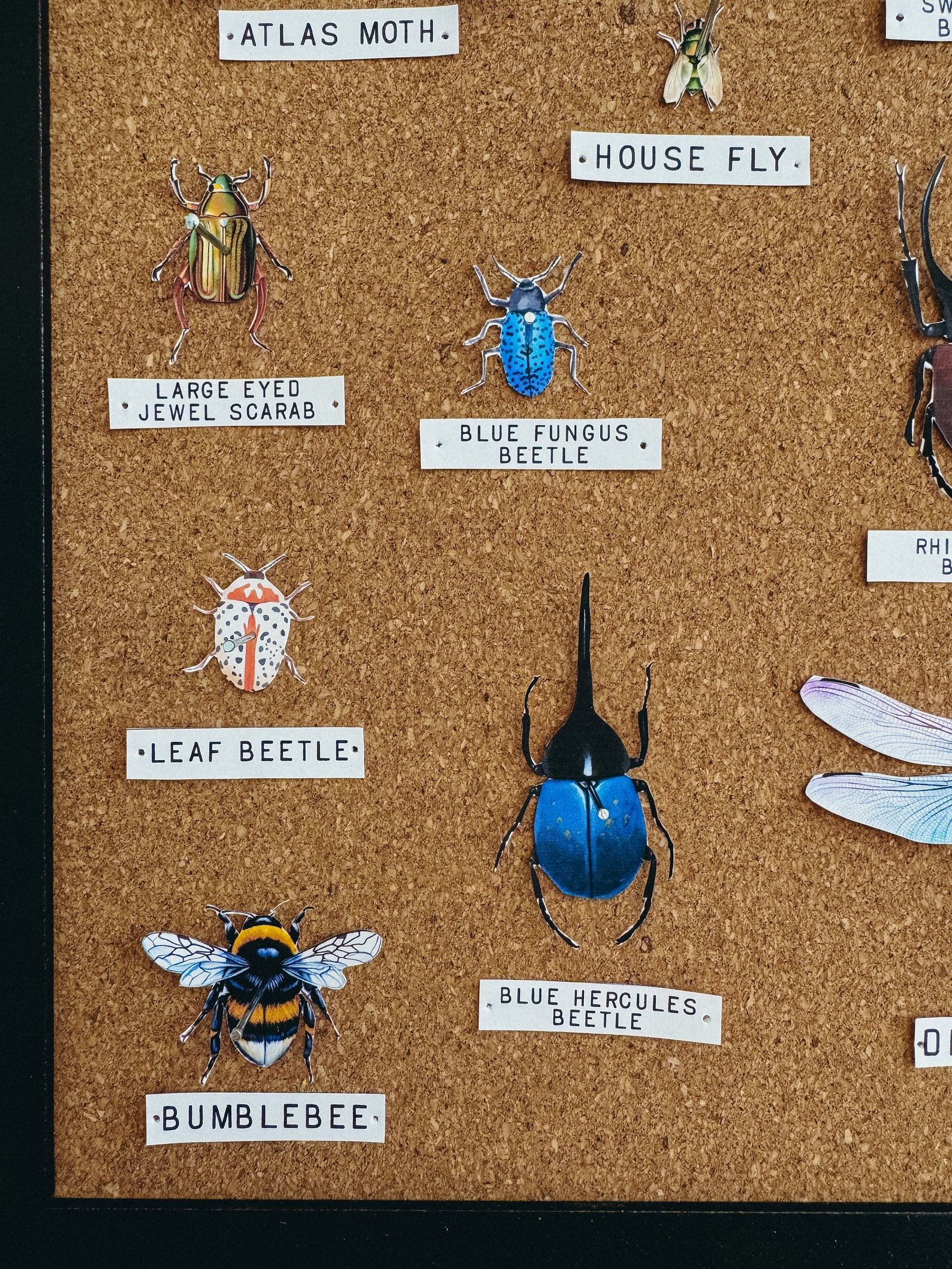 Bug Collection Paper Taxidermy, Homeschool, Learning Resource ...