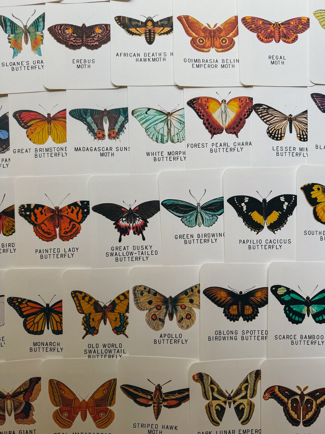 Butterfly and Moth Species Flashcards, Homeschool, Learning Resource ...