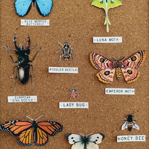 Bug Collection Paper Taxidermy, Homeschool, Learning Resource ...