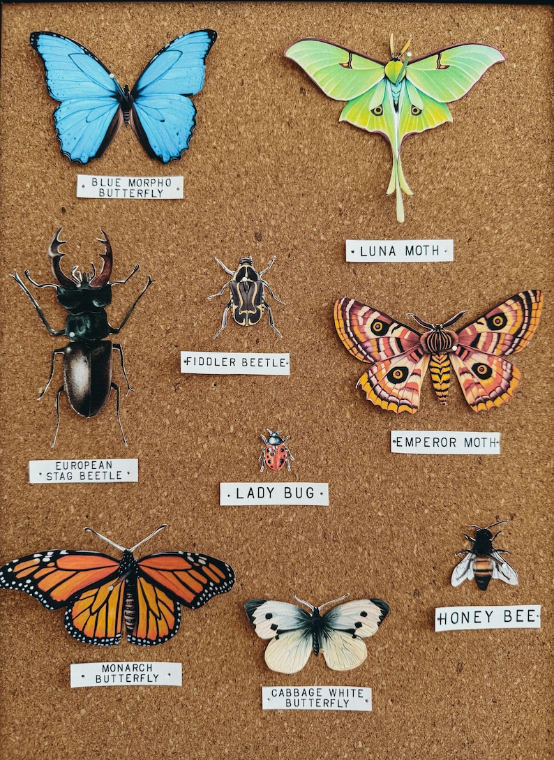 Bug Collection Paper Taxidermy, Homeschool, Learning Resource ...