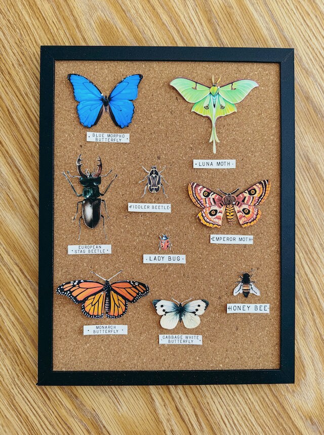 Bug Collection Paper Taxidermy, Homeschool, Learning Resource ...