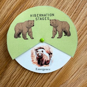 Hibernation Stages Wheel, Learning Resource, Printable, Nature Science ...