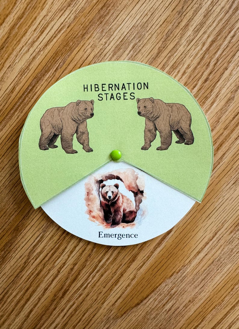 Hibernation Stages Wheel, Learning Resource, Printable, Nature Science ...