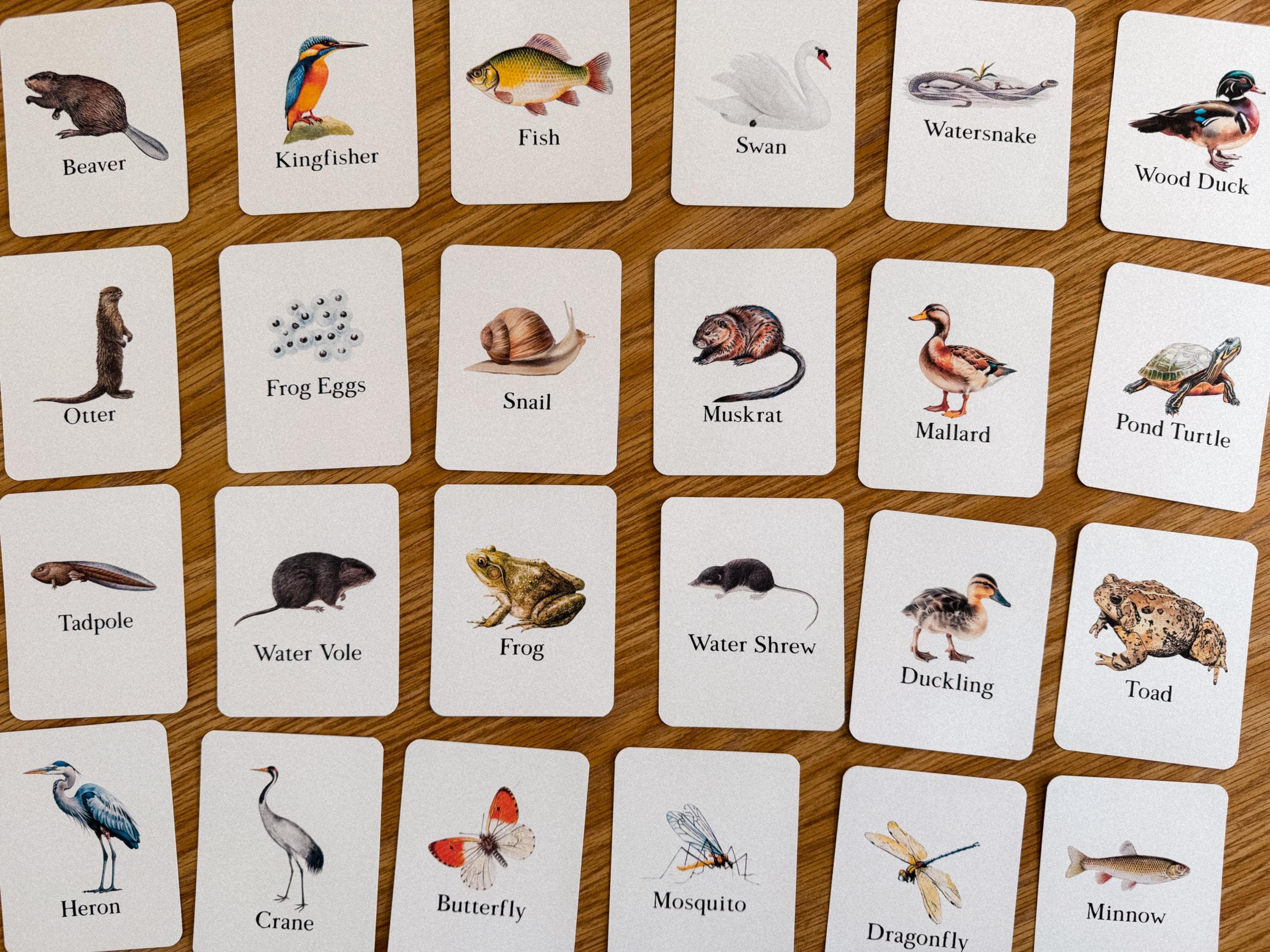 Pond Life Flashcards, Morning Basket, Homeschool, Learning Resource ...