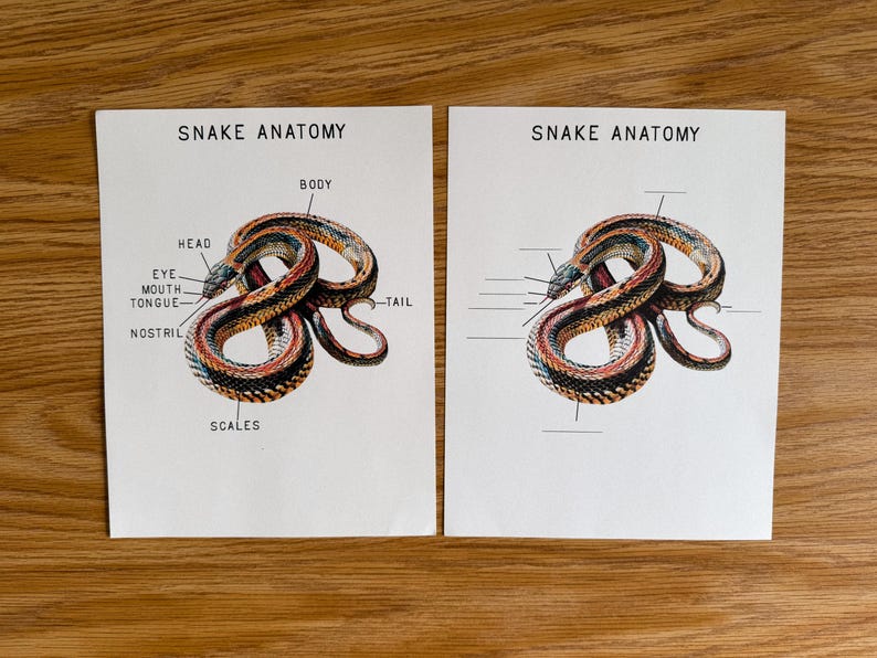 Snake Mini Anatomy Poster, Morning Basket, Homeschool, Learning ...