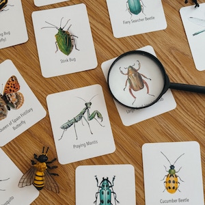 Insect Flashcards, Homeschool, Learning Resource, Printable, Nature ...