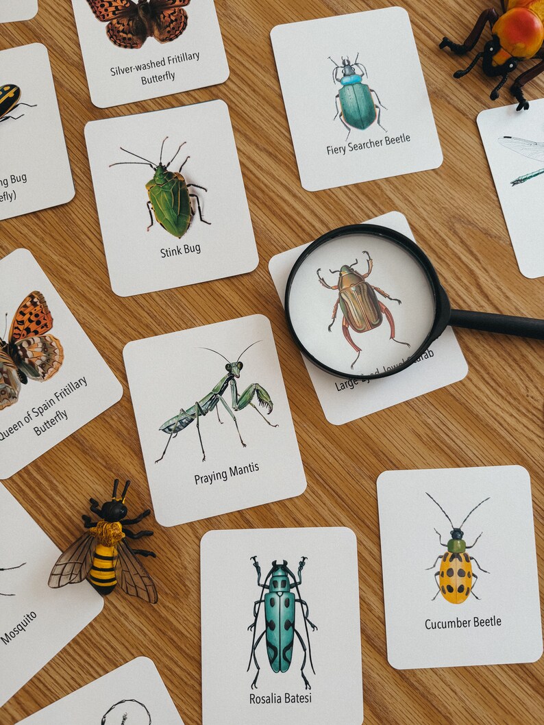 Insect Flashcards, Homeschool, Learning Resource, Printable, Nature ...