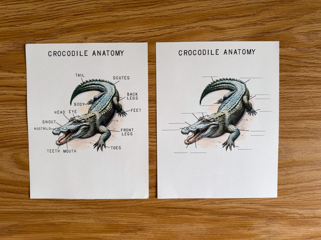 Crocodile Mini Anatomy Poster, Morning Basket, Homeschool, Learning ...
