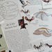 Bat Unit Study, 86 Page PDF, Morning Basket, Homeschool, Learning ...