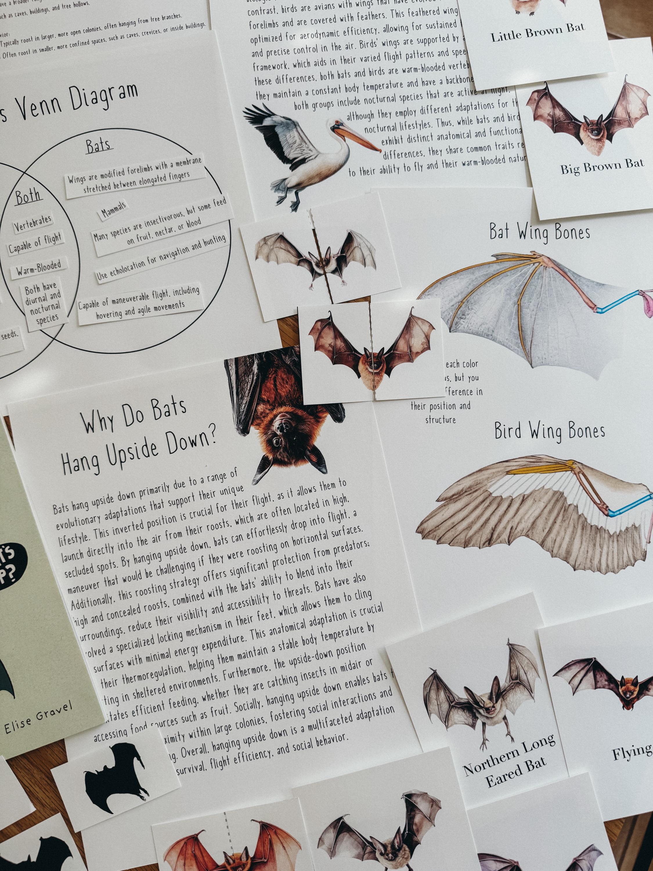 Bat Unit Study, 86 Page PDF, Morning Basket, Homeschool, Learning ...