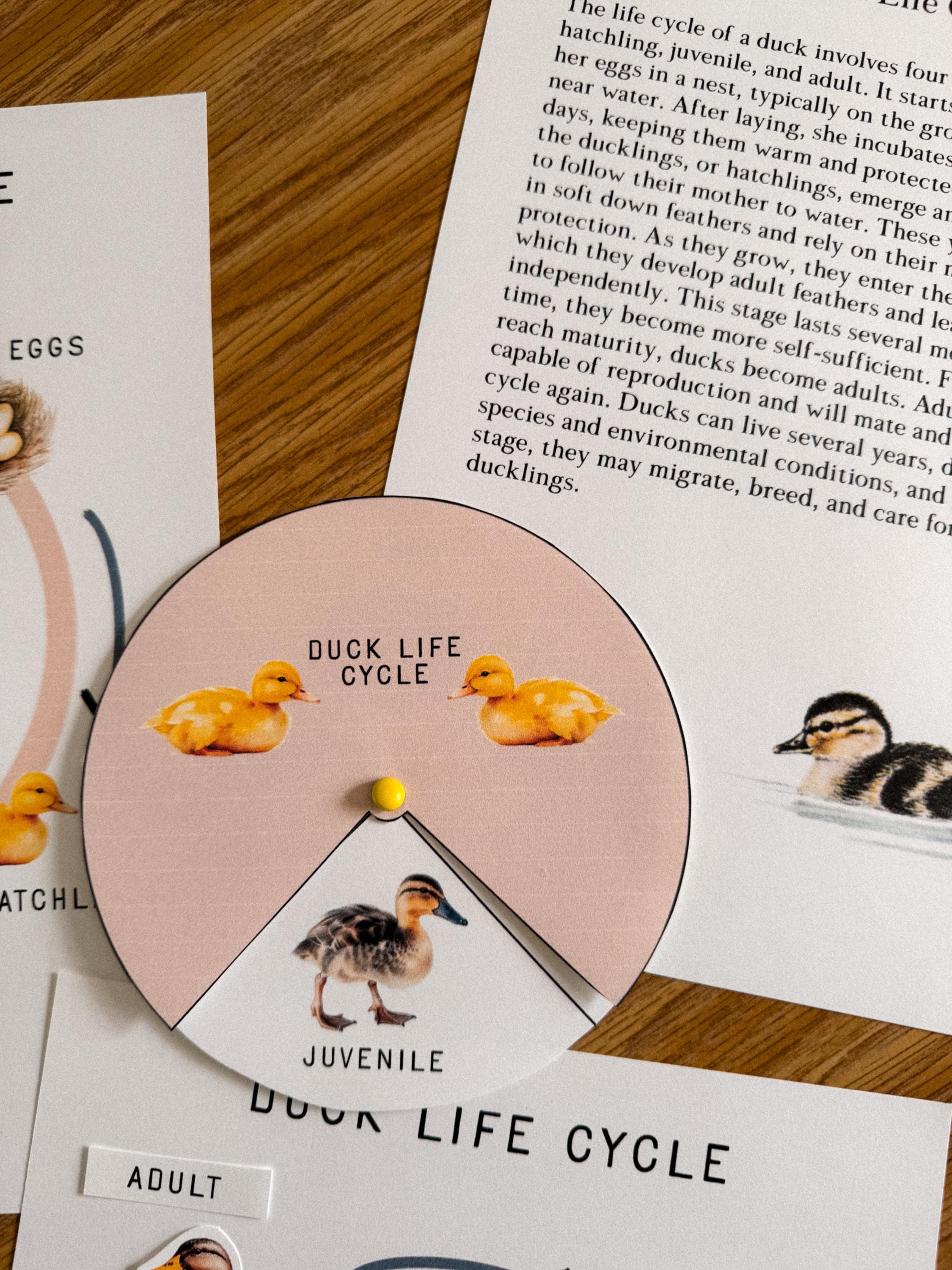 Duck Life Cycle Wheel, Learning Resource, Printable, Nature Science ...