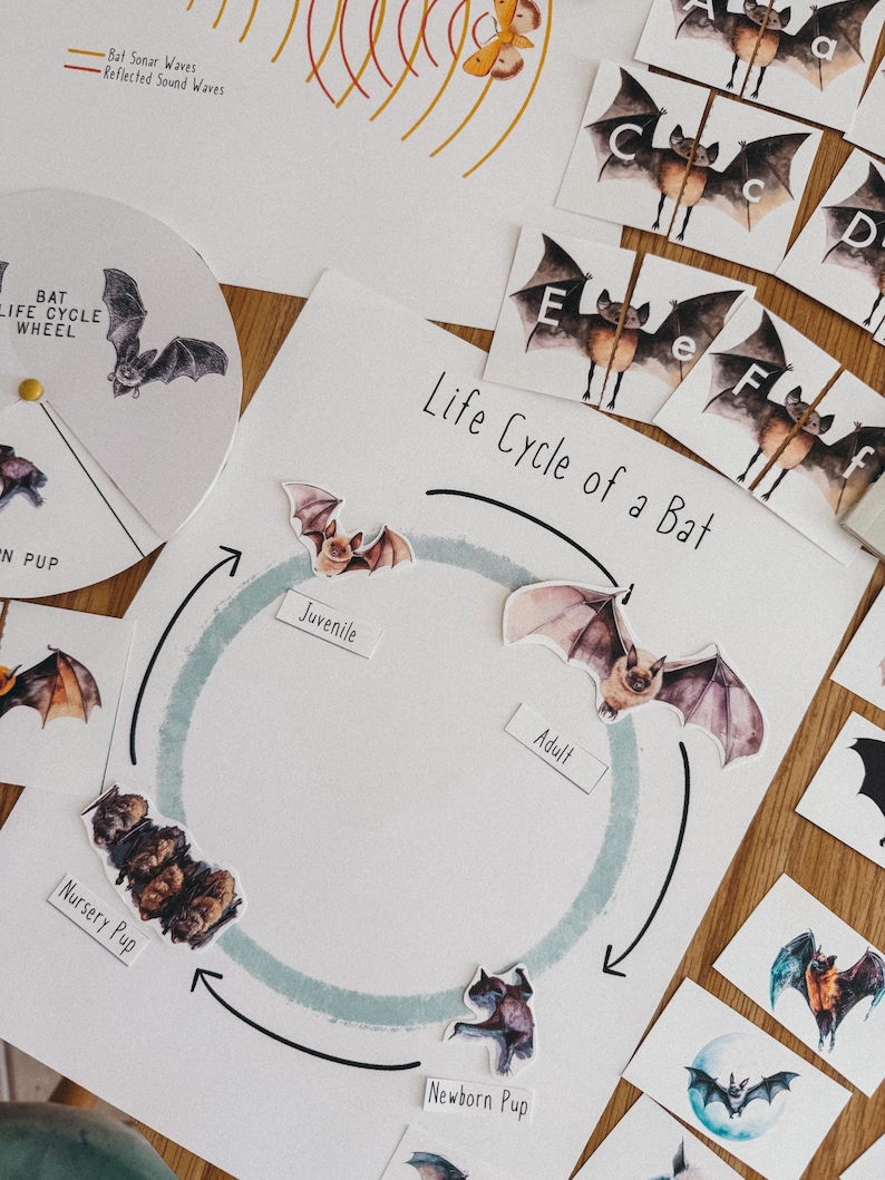 Bat Unit Study, 86 Page PDF, Morning Basket, Homeschool, Learning ...