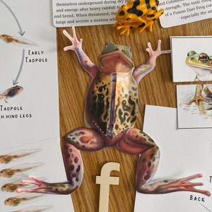 Frog Unit Study, 62 Page PDF, Amphibians, Homeschool, Learning Resource ...