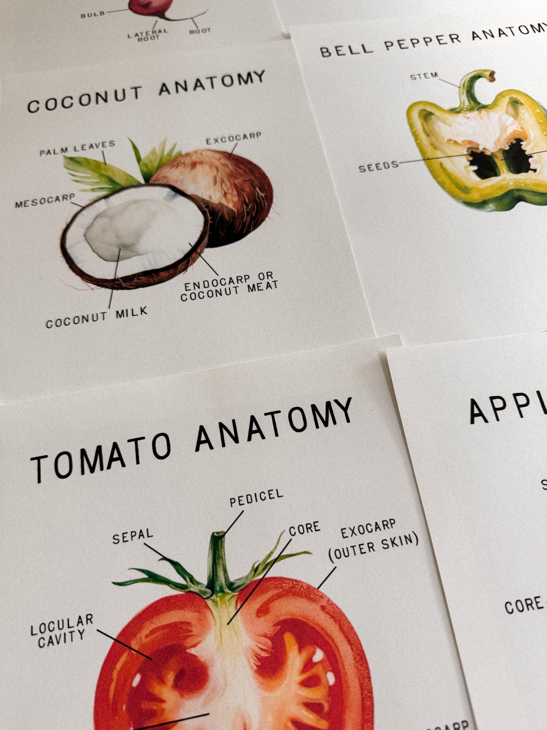 Fruit and Vegetable Anatomy Mini Posters, Morning Basket, Homeschool ...