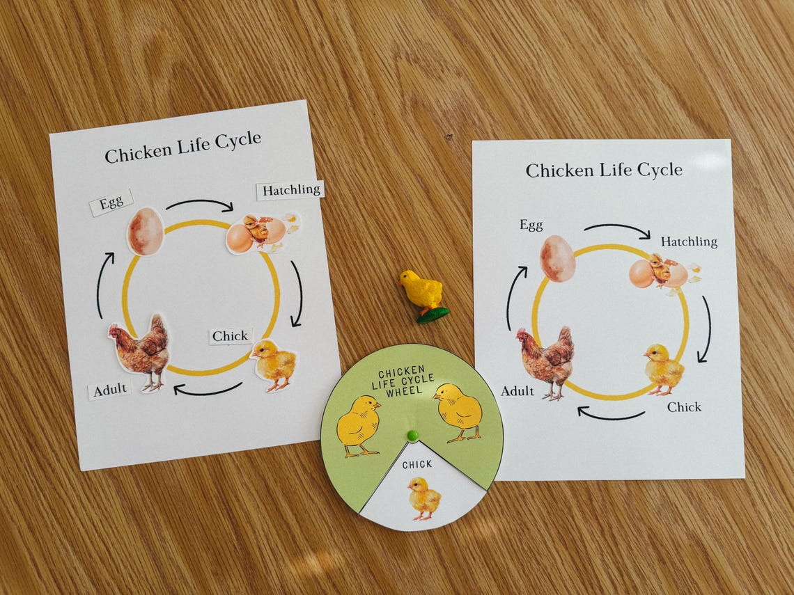 Chicken Life Cycle Wheel and Worksheet, Homeschool, Learning Resource ...