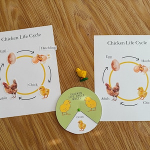 Chicken Life Cycle Wheel and Worksheet, Homeschool, Learning Resource ...