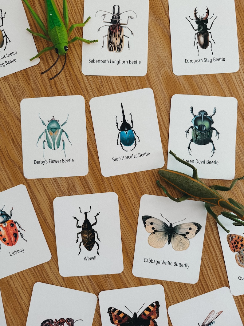 Insect Flashcards, Homeschool, Learning Resource, Printable, Nature ...