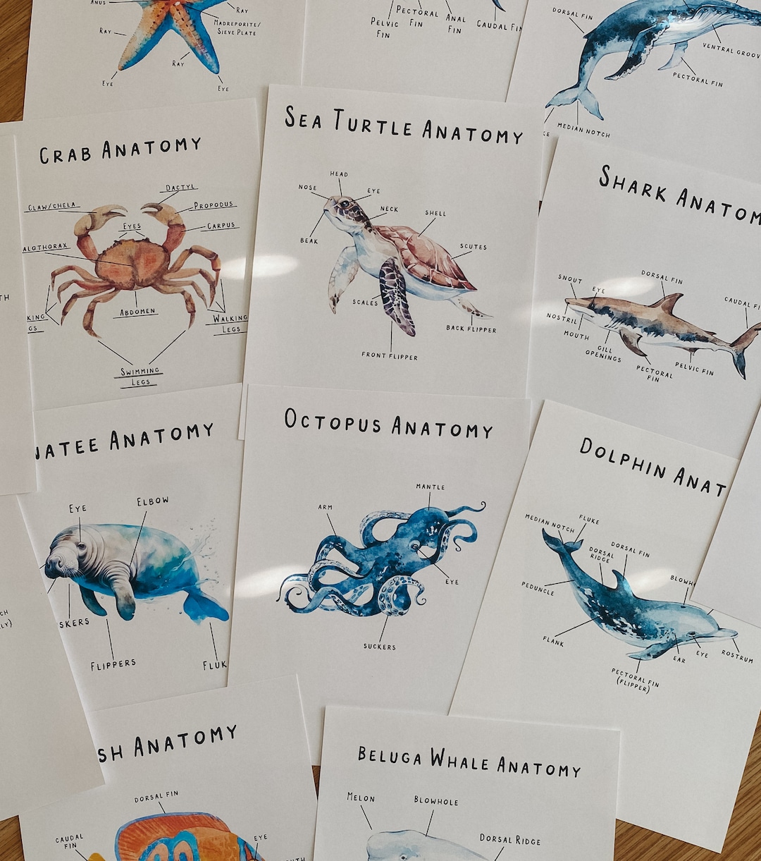 Ocean Animal Anatomy Mini Posters, Morning Basket, Homeschool, Learning ...