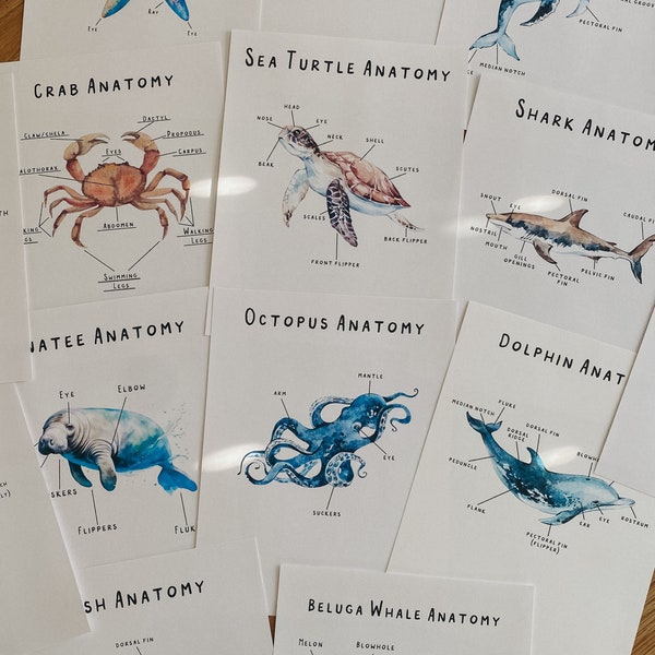 Ocean Life a Z Information - Etsy Australia