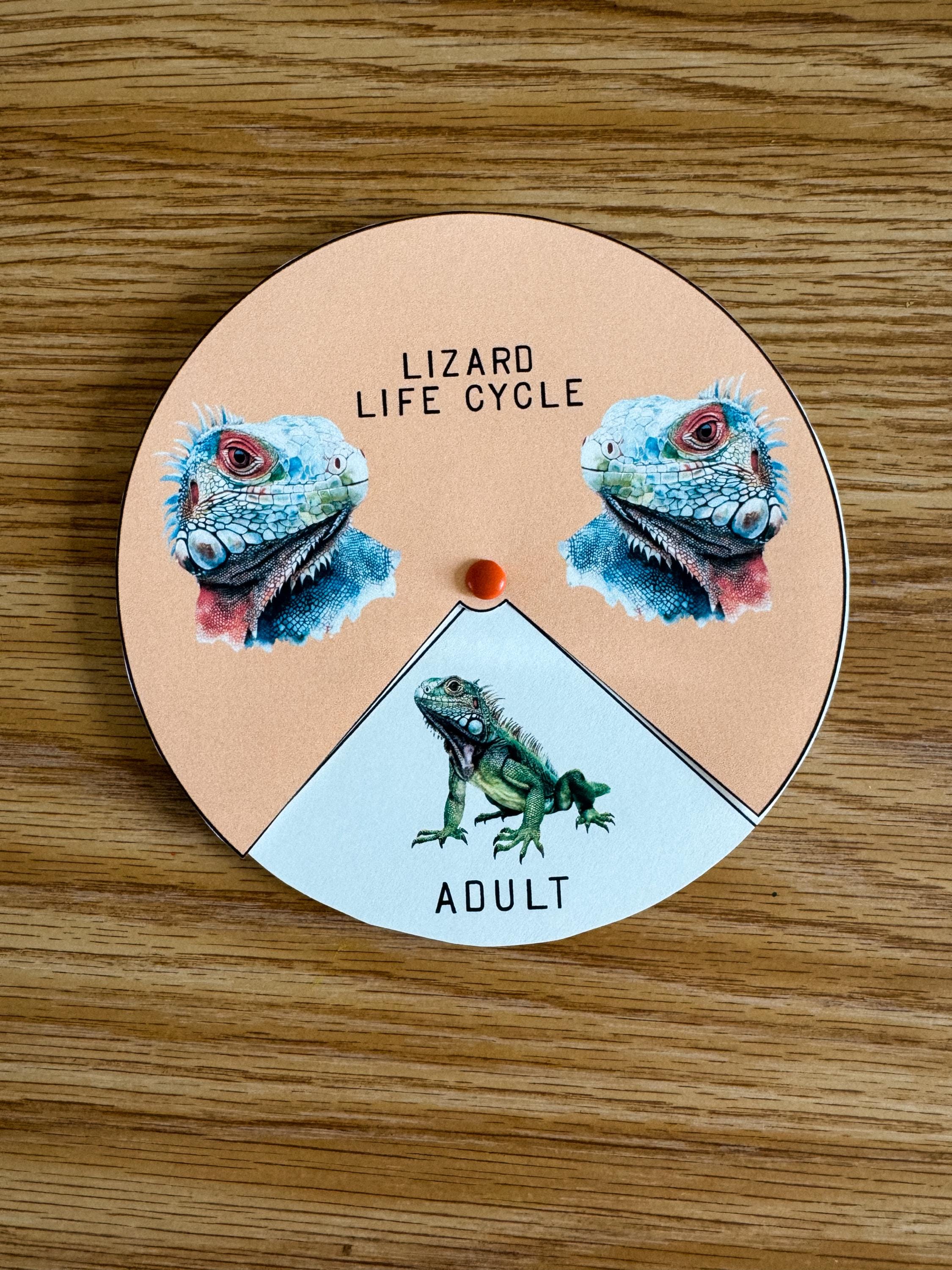 Lizard Life Cycle Wheel and Worksheet, Learning Resource, Printable ...