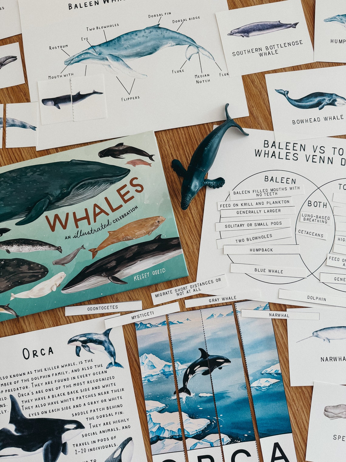 Whales Unit Study, Homeschool, Learning Resource, Printable, Nature ...