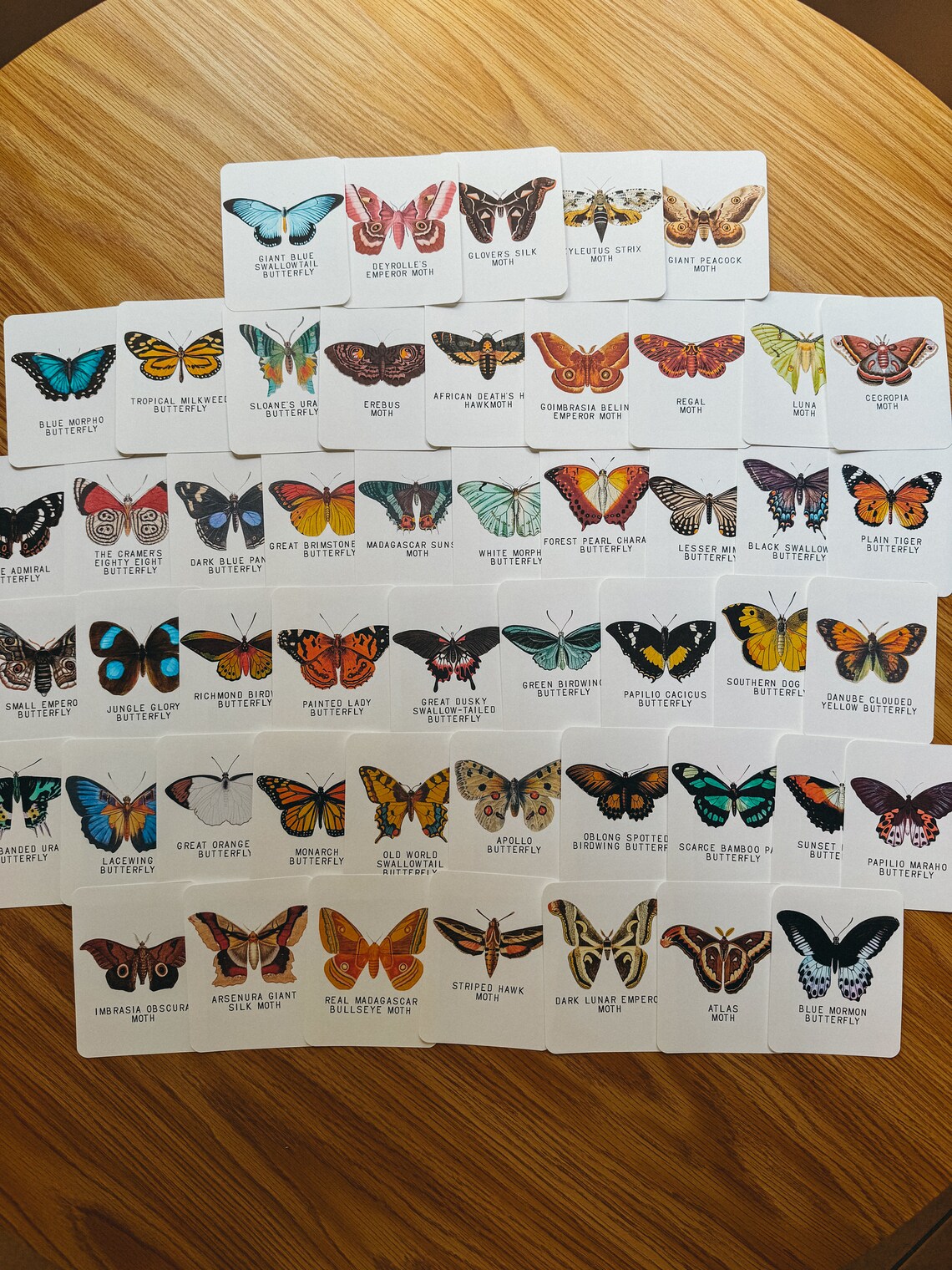 Butterfly and Moth Species Flashcards, Homeschool, Learning Resource ...