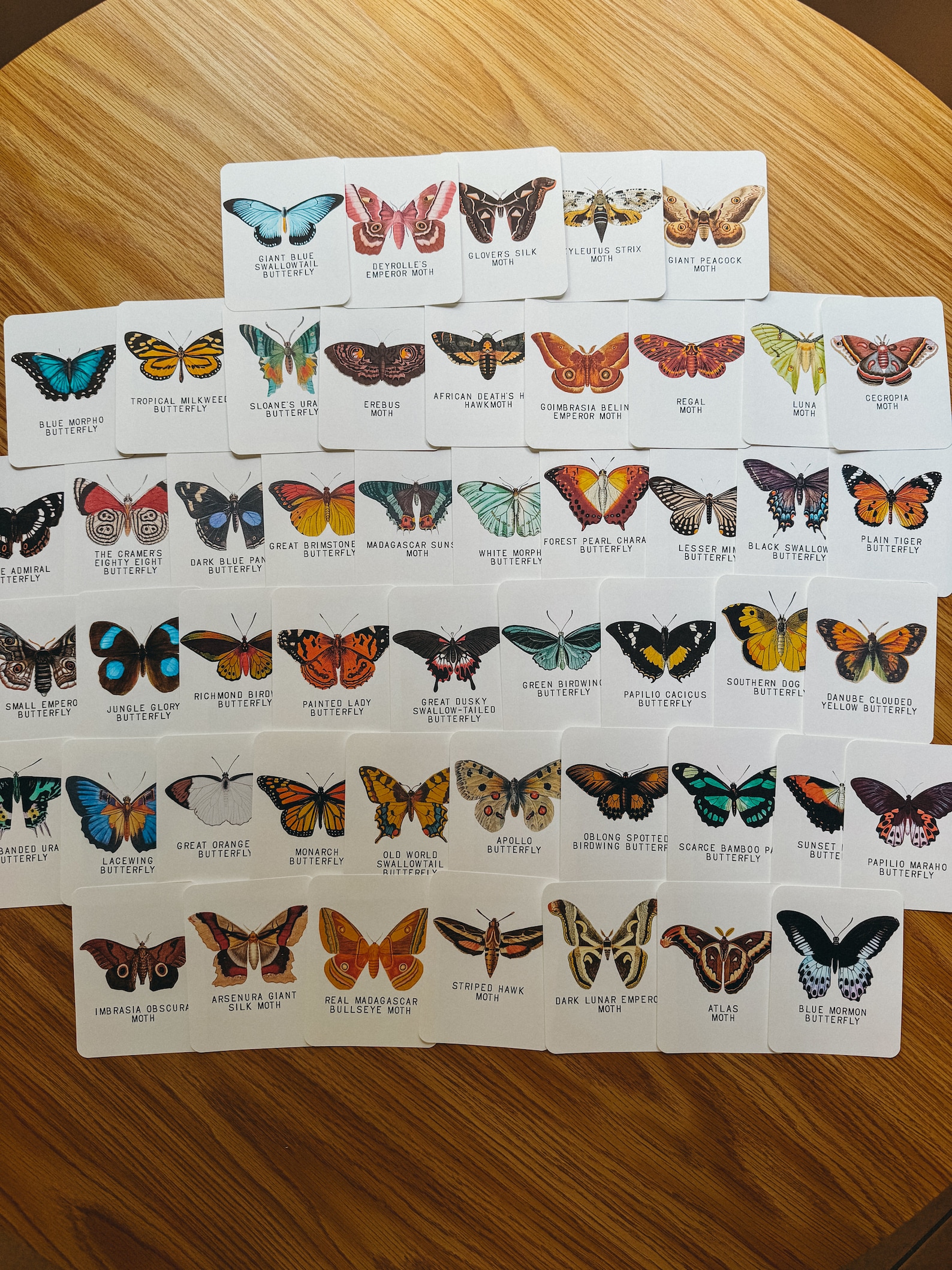 Butterfly and Moth Species Flashcards, Homeschool, Learning Resource ...