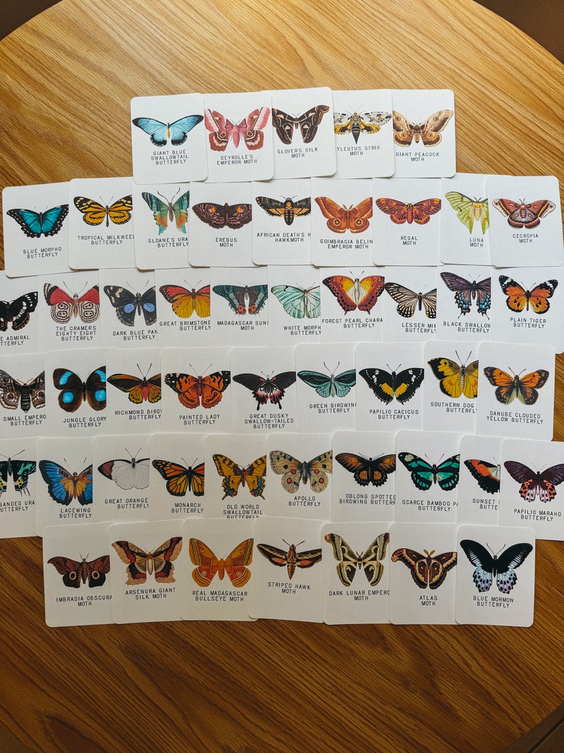Butterfly and Moth Species Flashcards, Homeschool, Learning Resource ...
