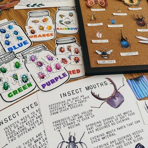 Bugs and Insects Unit Study, Homeschool, Learning Resource, Printable ...
