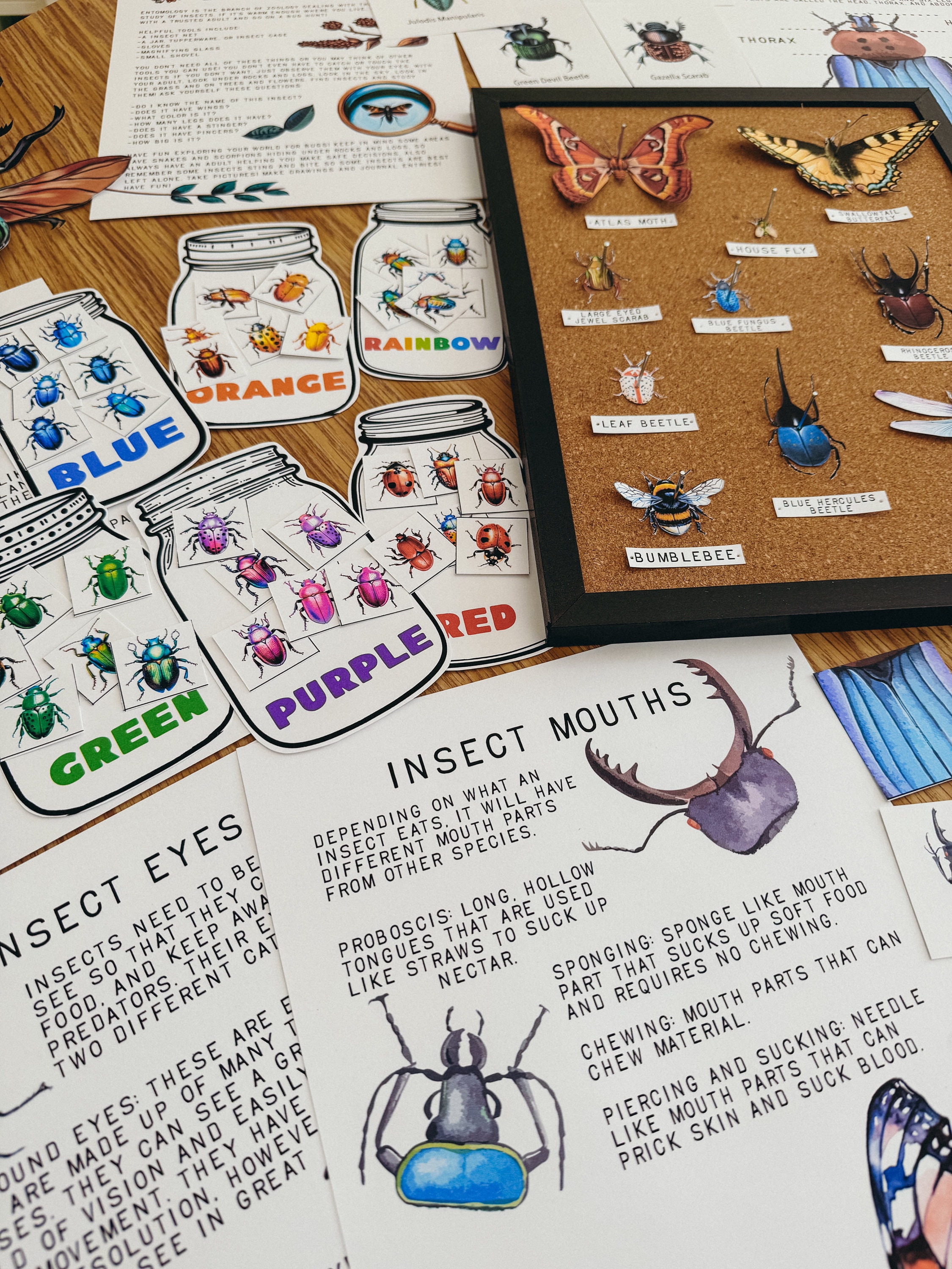 Bugs and Insects Unit Study, Homeschool, Learning Resource, Printable ...