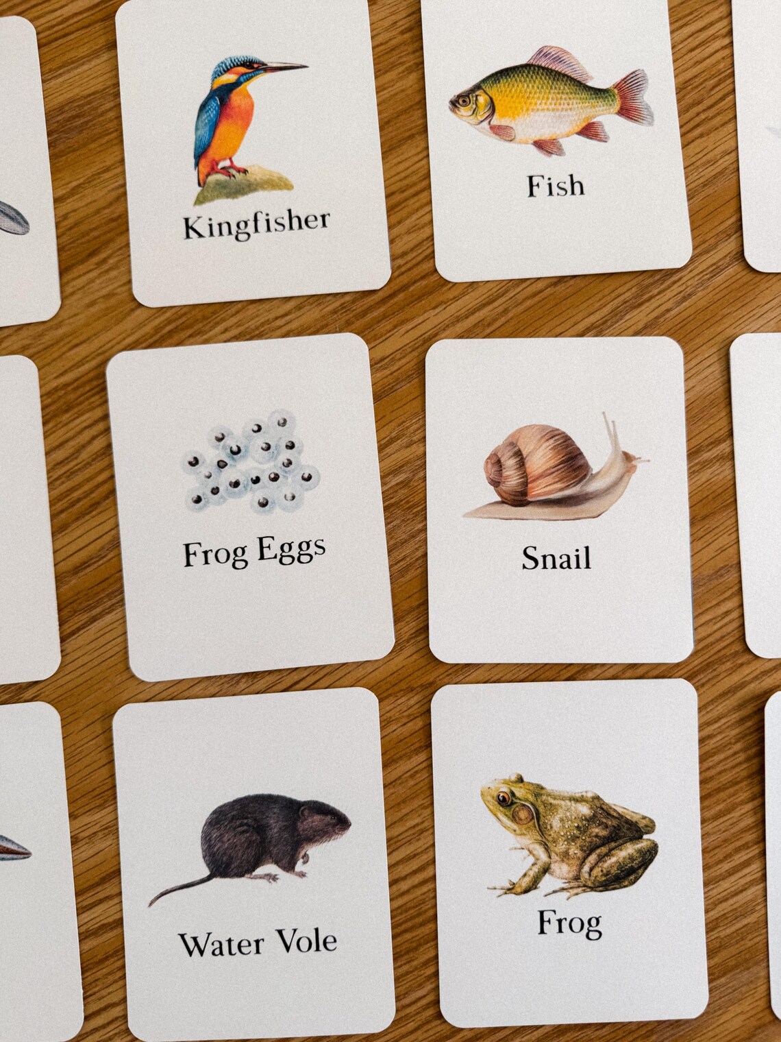 Pond Life Flashcards, Morning Basket, Homeschool, Learning Resource ...
