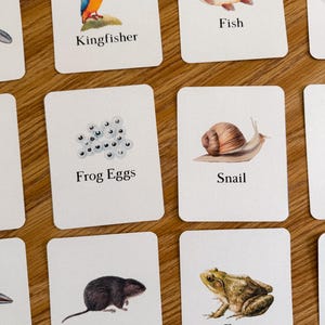 Pond Life Flashcards, Morning Basket, Homeschool, Learning Resource ...