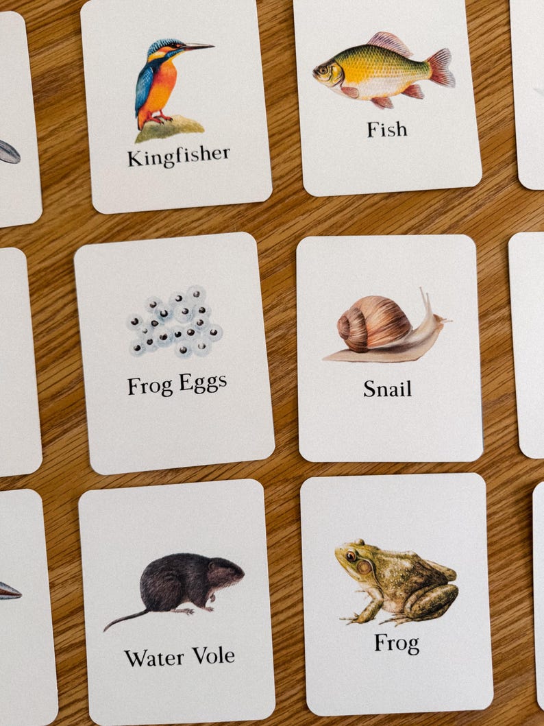 Pond Life Flashcards, Morning Basket, Homeschool, Learning Resource ...