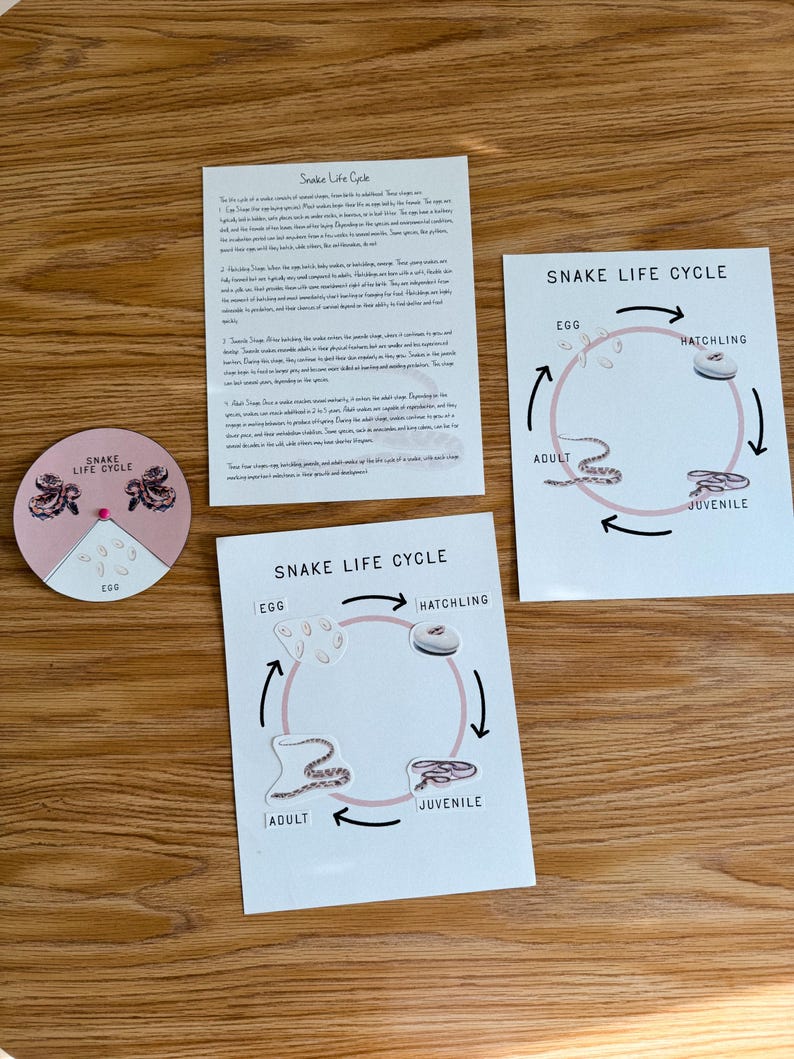 Snake Life Cycle Wheel and Worksheet, Learning Resource, Printable ...