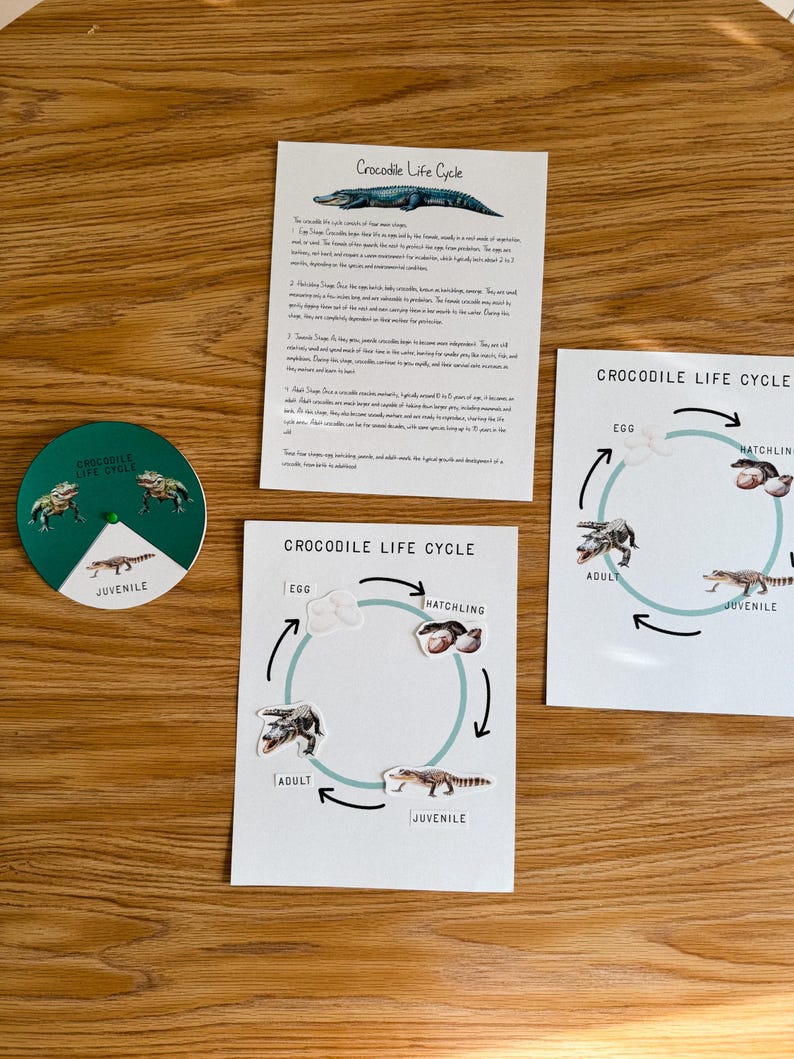 Crocodile Life Cycle Wheel and Worksheet, Learning Resource, Printable ...