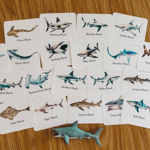 Shark Species Flashcards, Morning Basket, Homeschool, Learning Resource ...