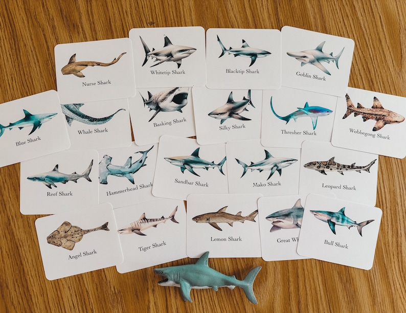 Shark Species Flashcards, Morning Basket, Homeschool, Learning Resource ...