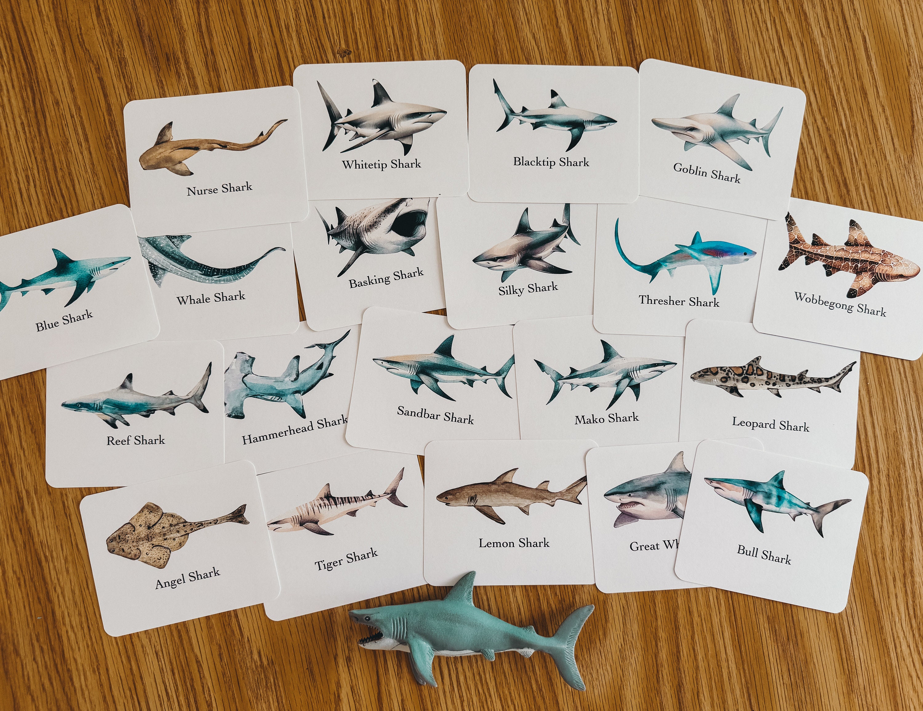Shark Species Flashcards, Morning Basket, Homeschool, Learning Resource ...