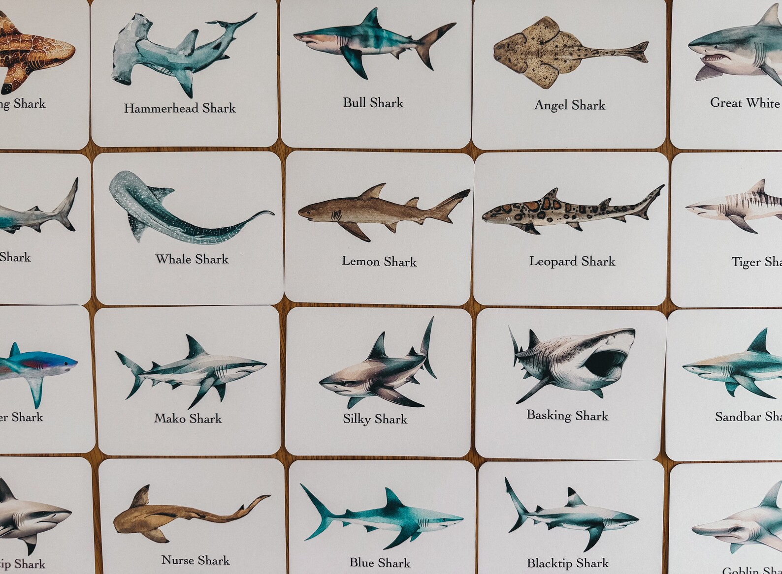 Shark Species Flashcards, Morning Basket, Homeschool, Learning Resource ...