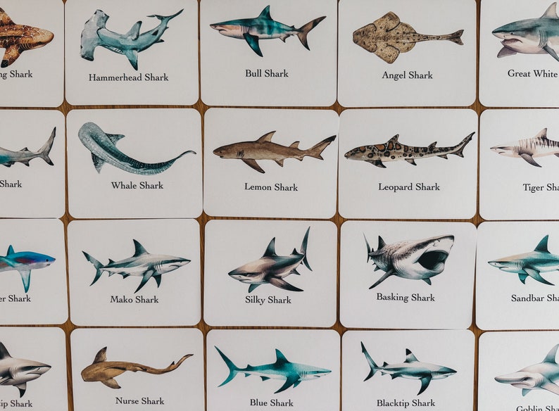 Shark Species Flashcards, Morning Basket, Homeschool, Learning Resource ...