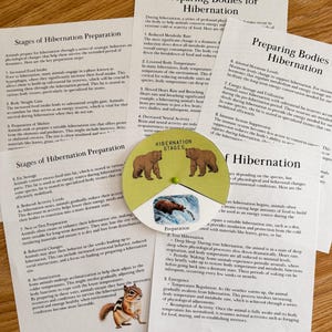 Hibernation Stages Wheel, Learning Resource, Printable, Nature Science ...