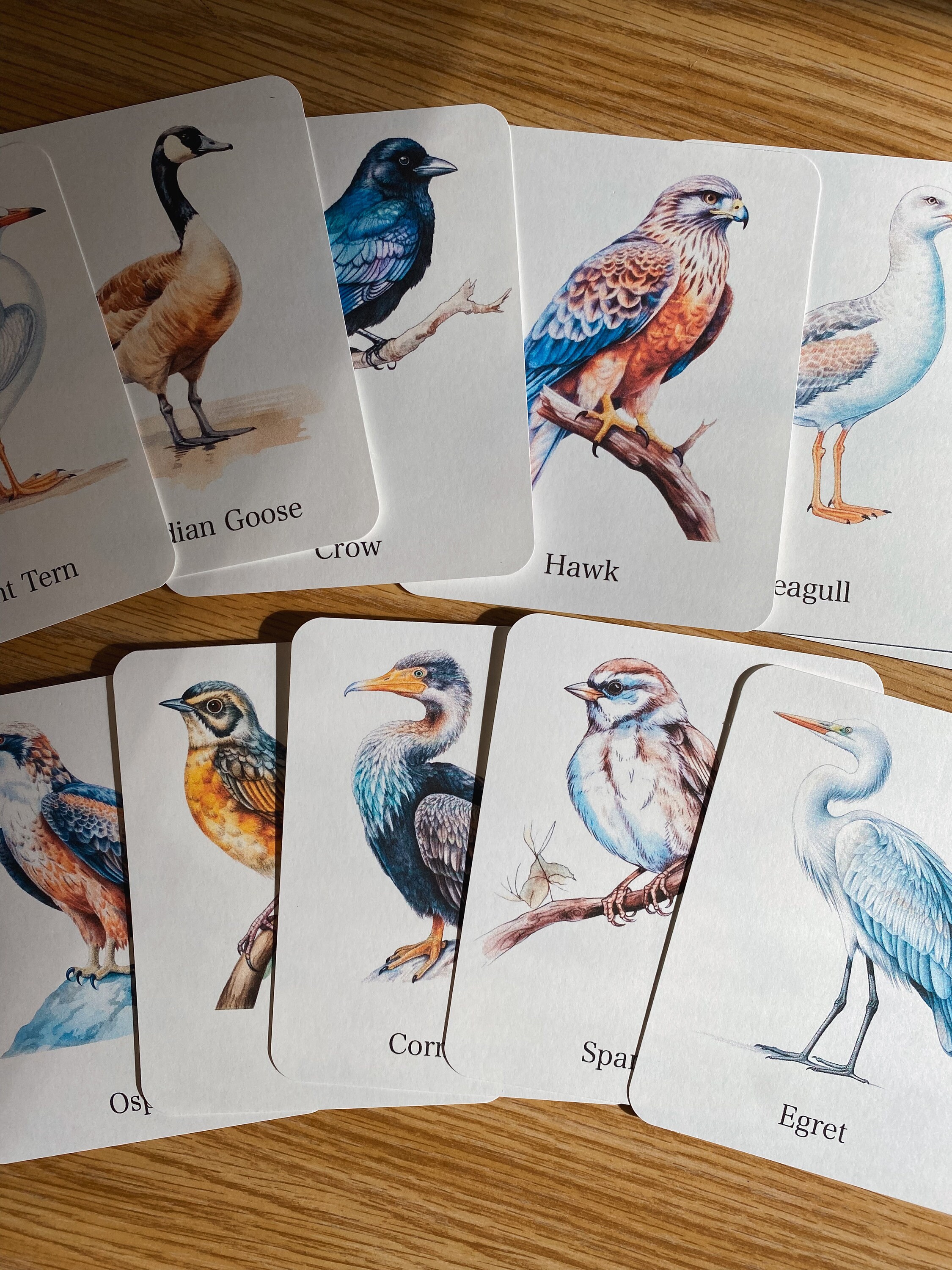 Bird Species Flashcards, Morning Basket, Homeschool, Learning Resource ...