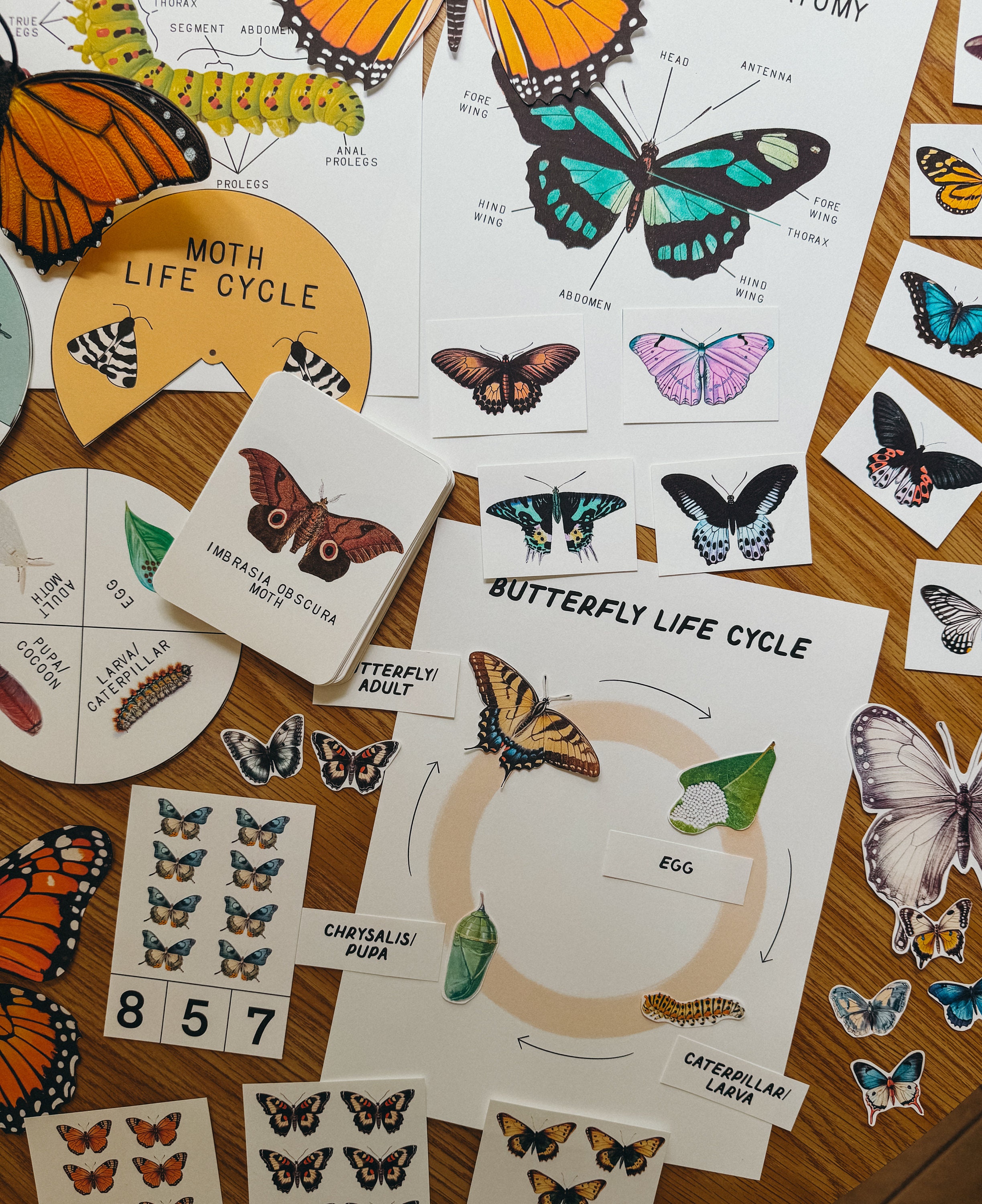 Butterfly & Moth Unit Study, 119 Page PDF, Morning Basket, Homeschool ...