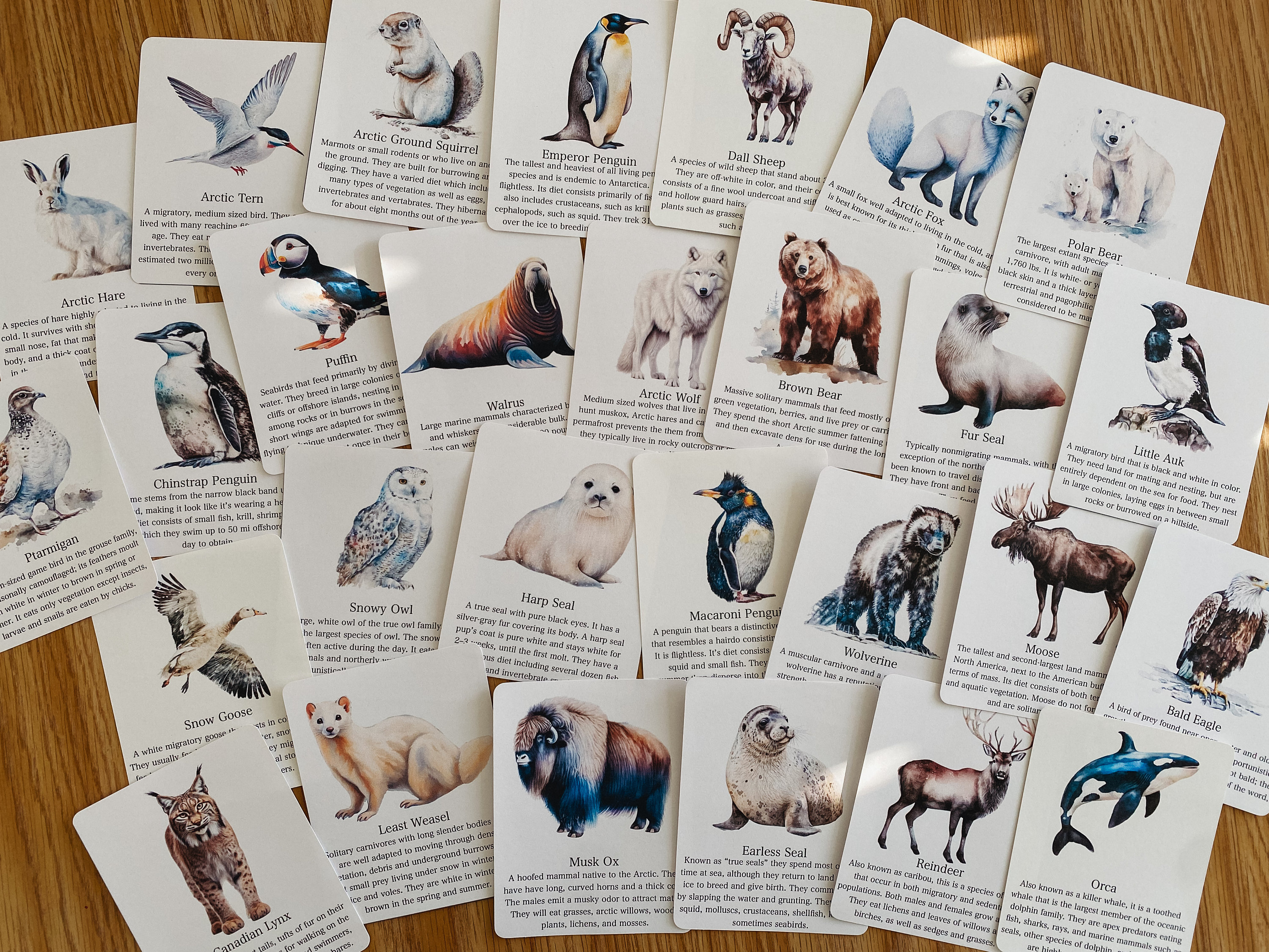 Polar Animal Flashcards, Arctic and Antarctic, Homeschool, Learning ...