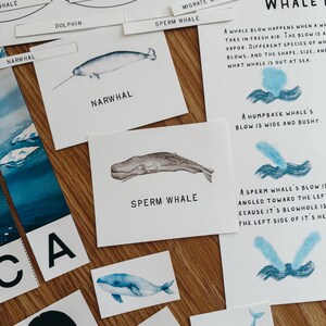 Whales Unit Study, Homeschool, Learning Resource, Printable, Nature ...