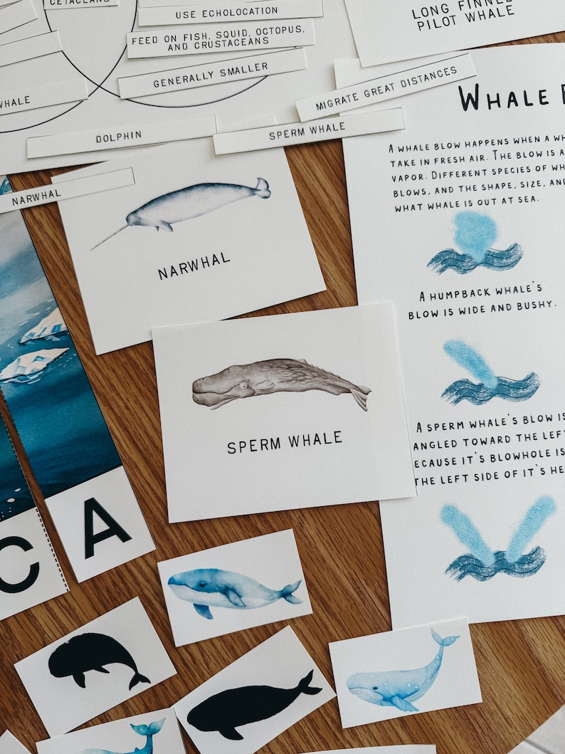 Whales Unit Study, Homeschool, Learning Resource, Printable, Nature ...