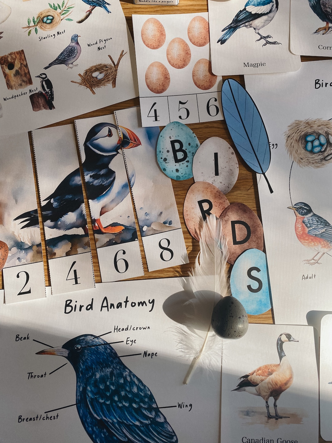 Bird Unit Study, 73 Page PDF, Morning Basket, Homeschool, Learning ...