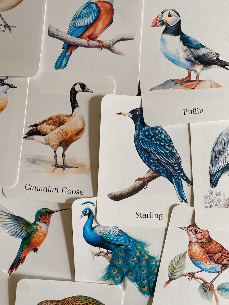 Tarjetas didácticas sobre especies de aves, canasta matutina, educación ...